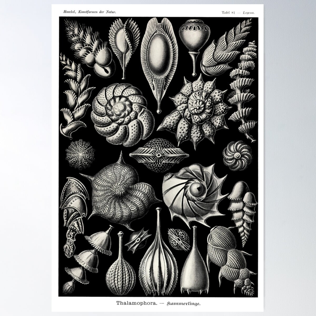 Plate 81. Thalamophora. An Older Name For The Foraminifera, Amoeboid ...
