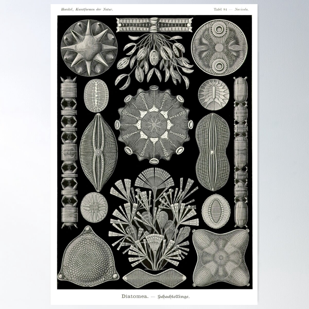 Plate 84. Diatoms, A Major Group Of Microscopic Marine Creatures ...