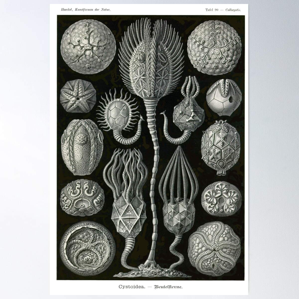 Plate 90. Cystoidea, A Grouping Of Extinct Echinoderms. Poster Wall Art ...