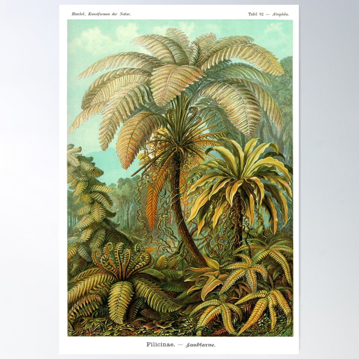 Plate 92. Filicinae (Now Part Of The Class Polypodiopsida). Poster Wall ...