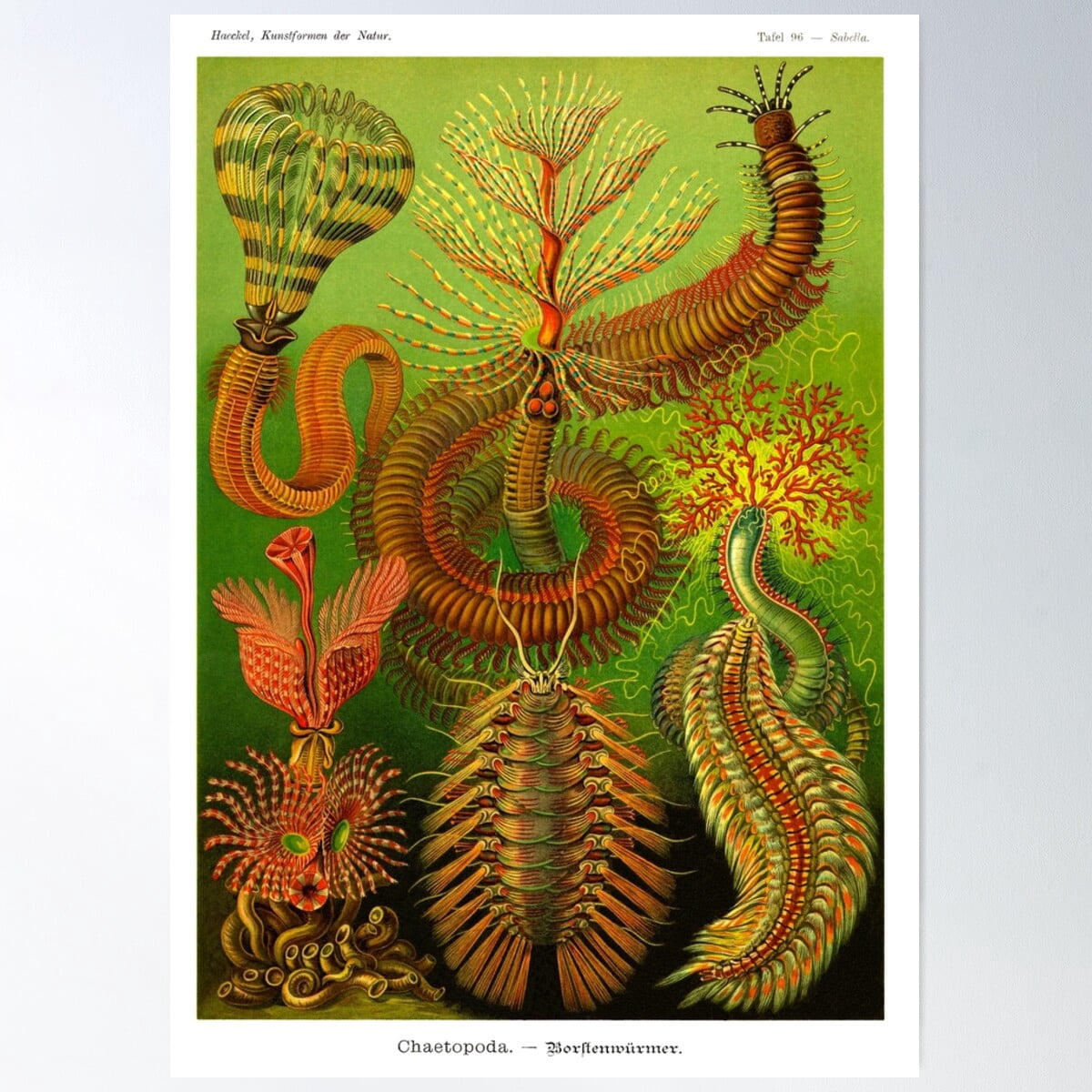 Plate 96. Chaetopoda, An Order Of Segmented Worms. Poster Wall Art ...