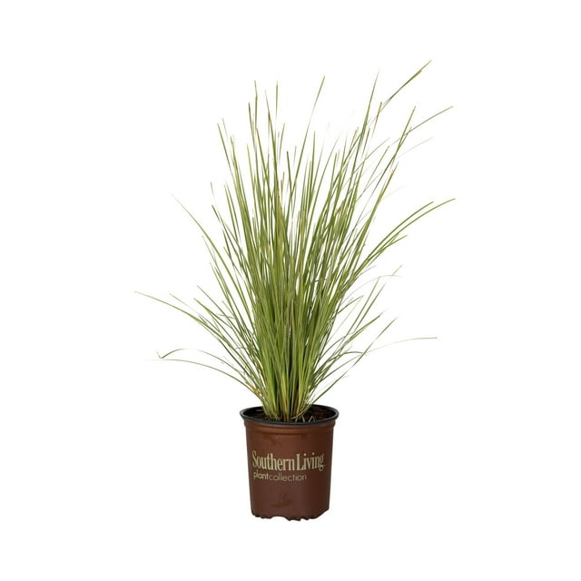 Southern Living Platinum Beauty Lomandra 'Mat Rush' Live Shrub in 2.5 ...