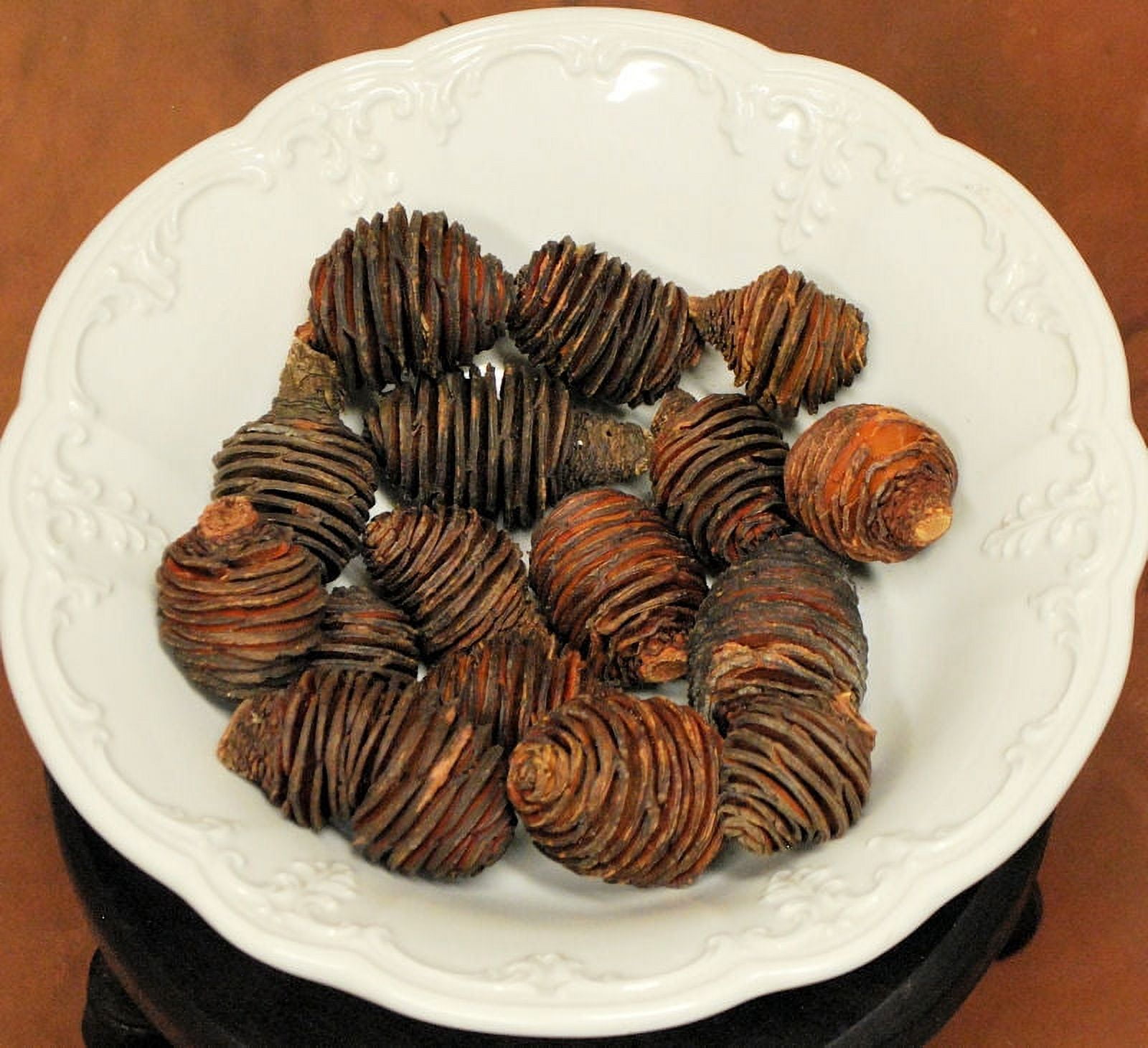 Platys Pod Spiral Cone (Platysporum Cones) unstemmed / stemmed / Wire ...