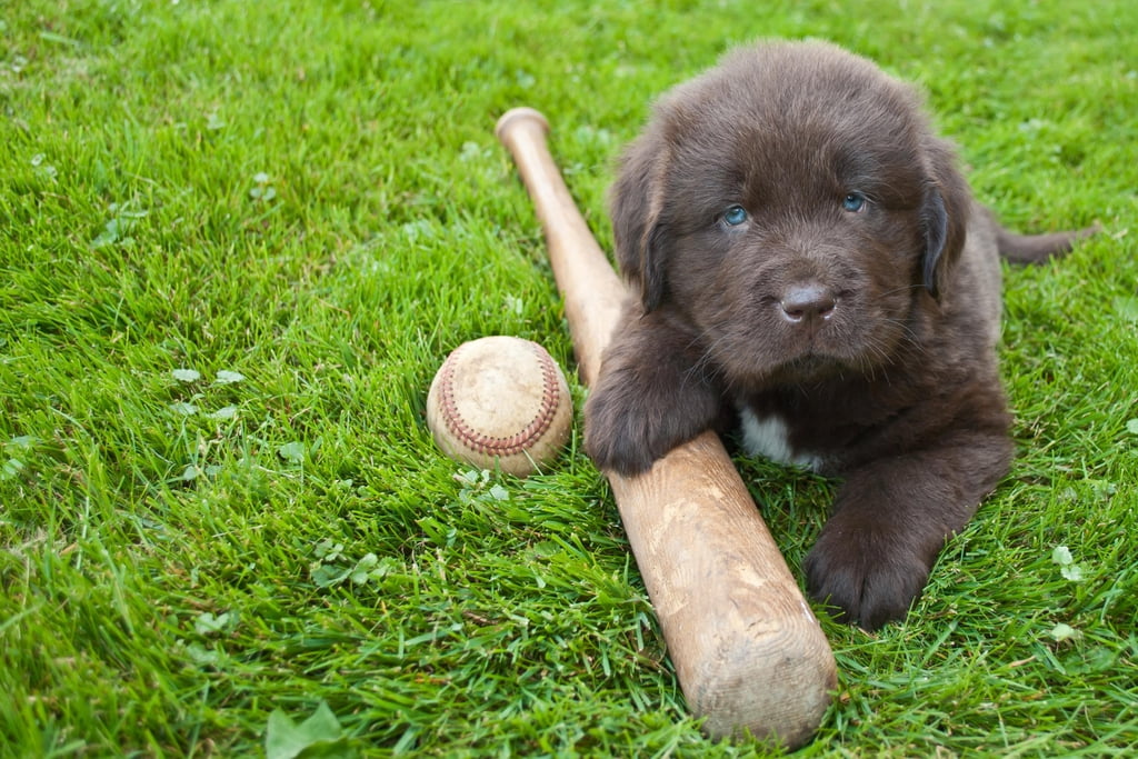 Play Ball Baseball Bat with Newfoundland Puppy Photo Photograph Cool ...
