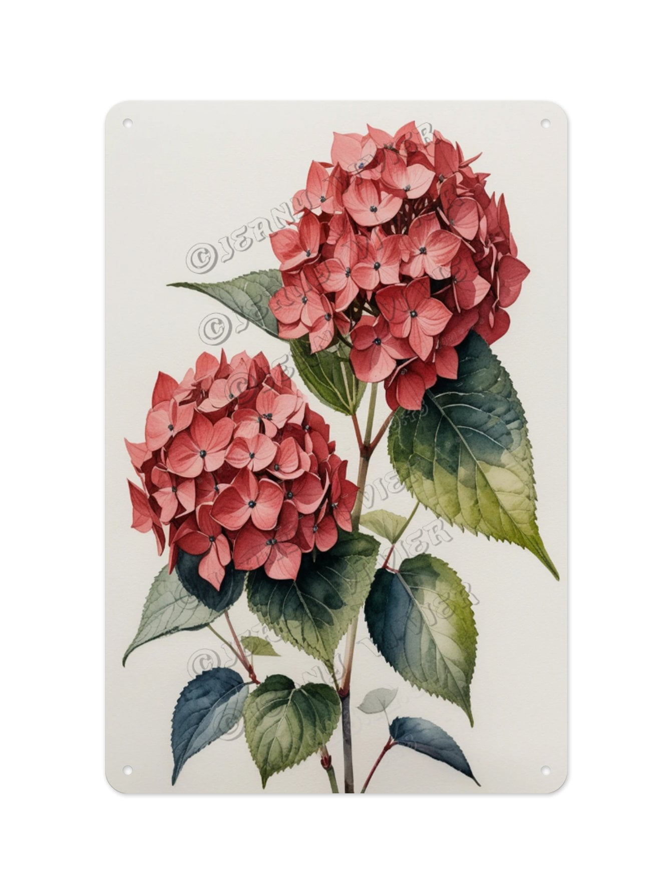 Playful Aluminum Sign - Watercolor Red Hydrangea - 8 x 12 Inches - Fun ...