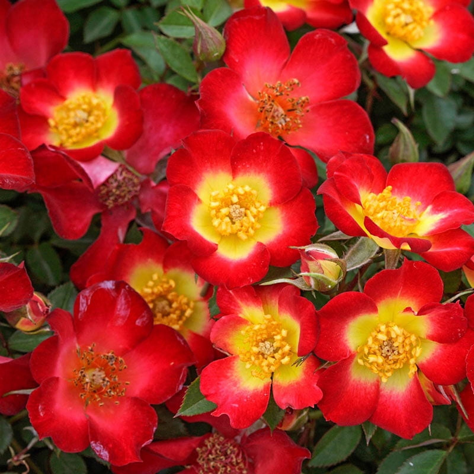 Direct Gardening Playful Happy Trails Grandiflora Rose Plant - Walmart.com