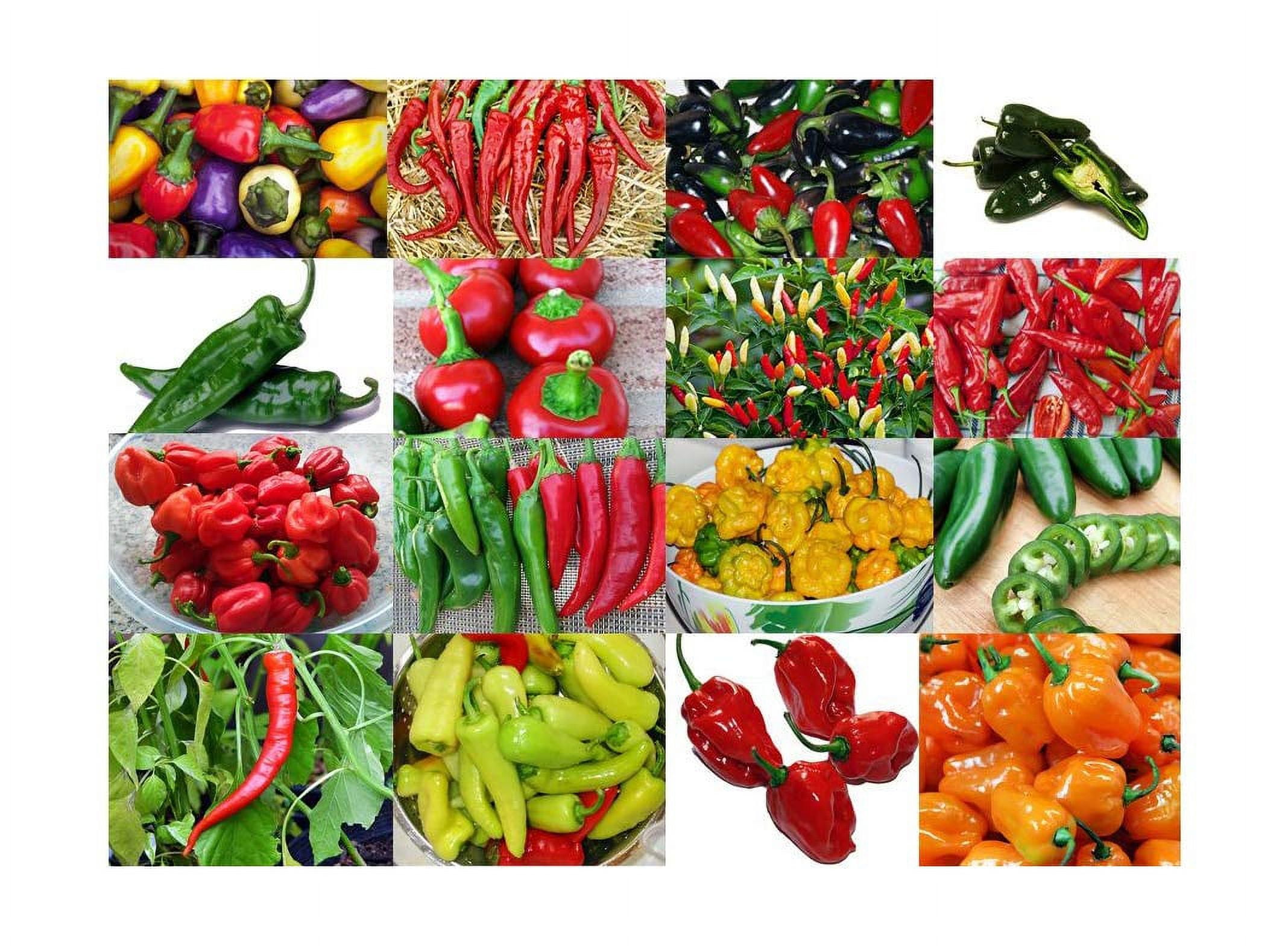 Please Read This is A Mix 30 MHD1Hot Pepper Mix Seeds 16 Varieties ...