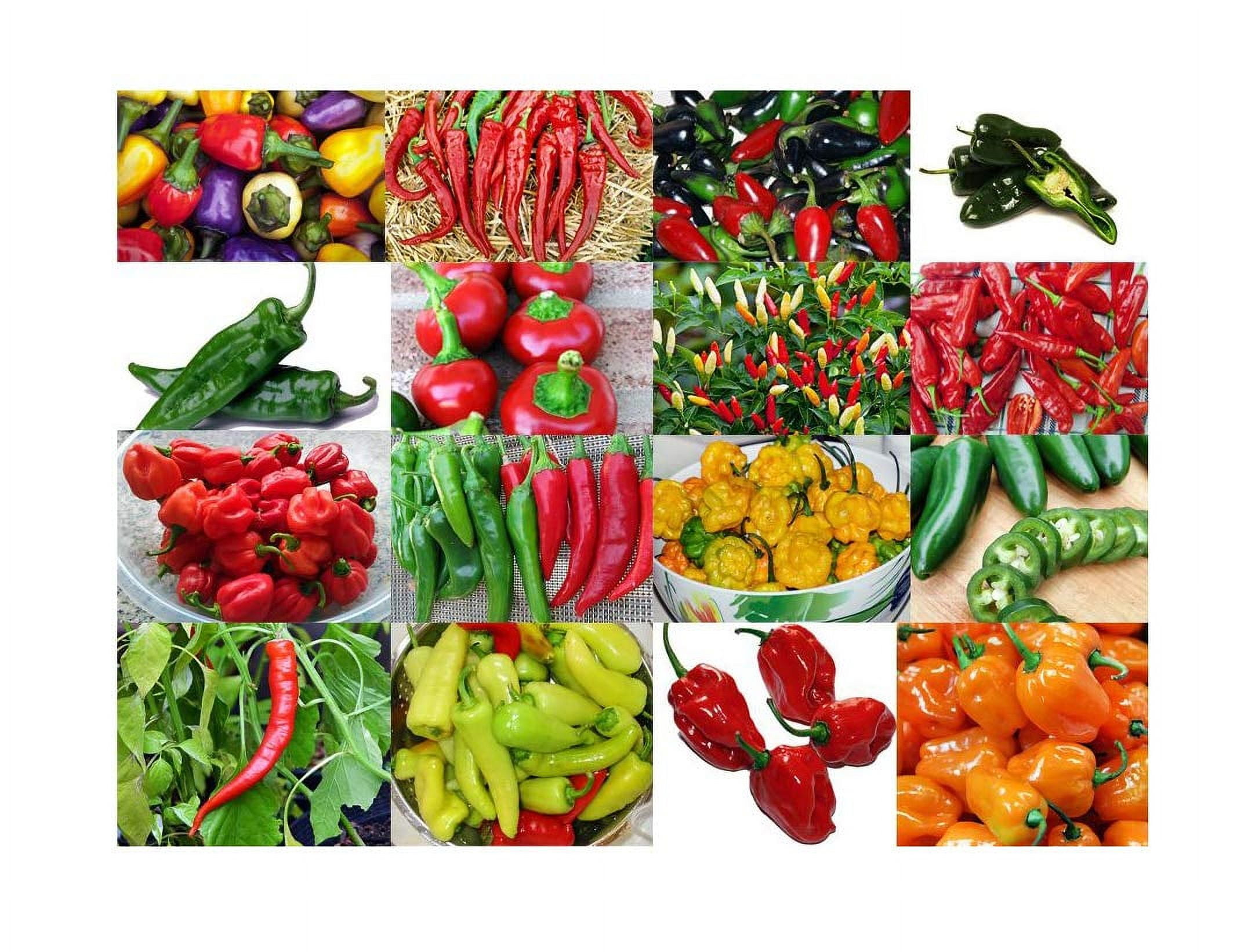 Please Read This is A Mix 30 MHD1Hot Pepper Mix Seeds, 16 Varieties ...
