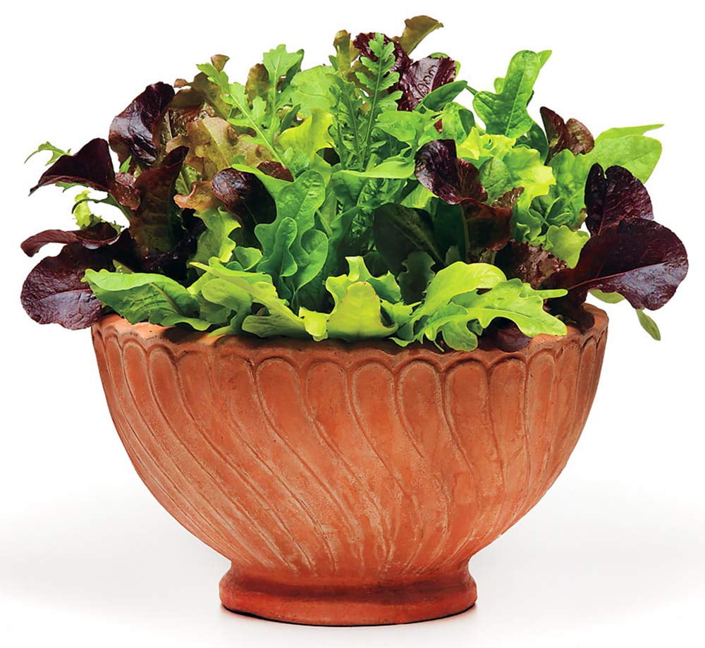 Please Read This TWE5 is A Mix 1000 Lettuce Mix 21 Varieties Seeds ...
