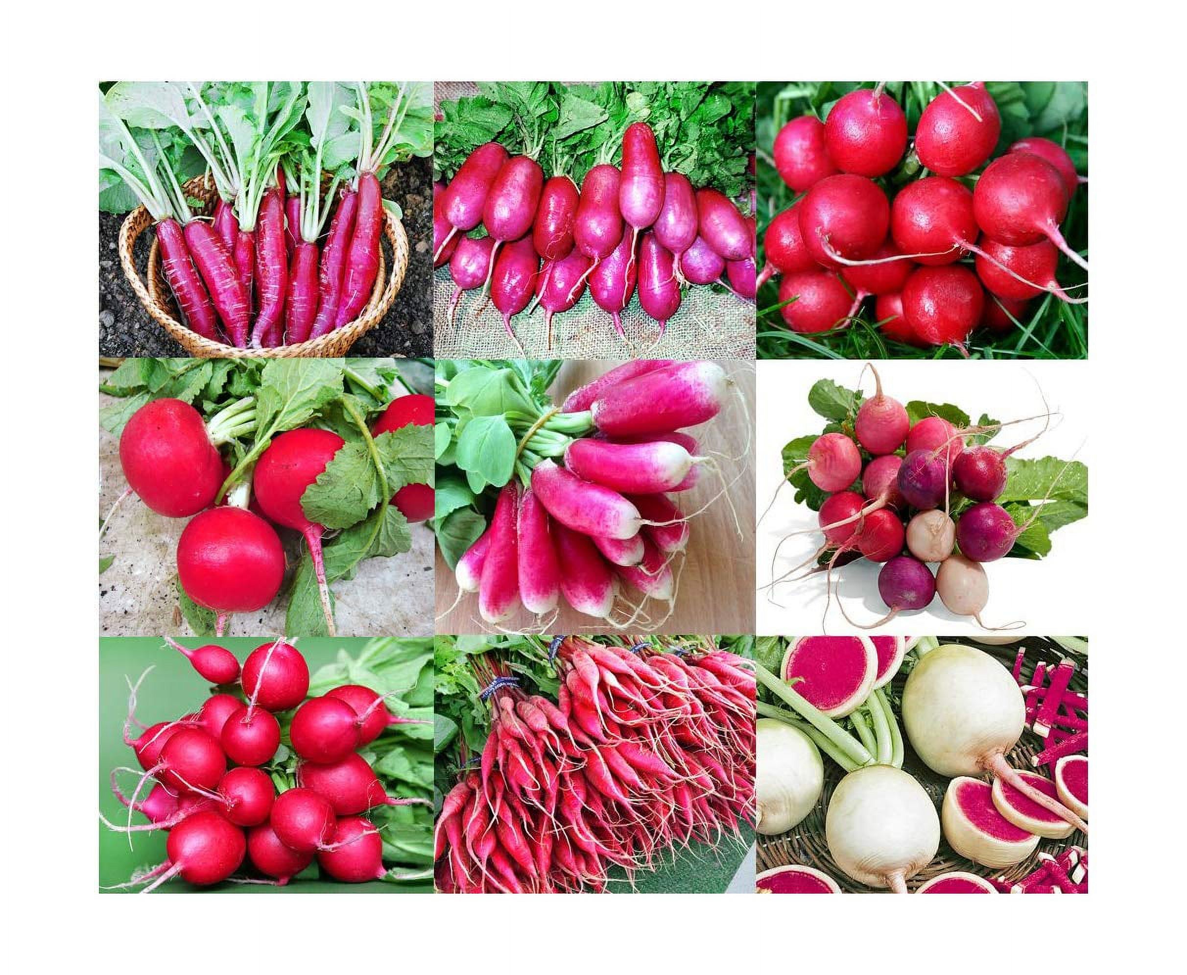 Please Read! This is A Mix!!! 100+ Radish Mix 9 Varieties Seeds ...