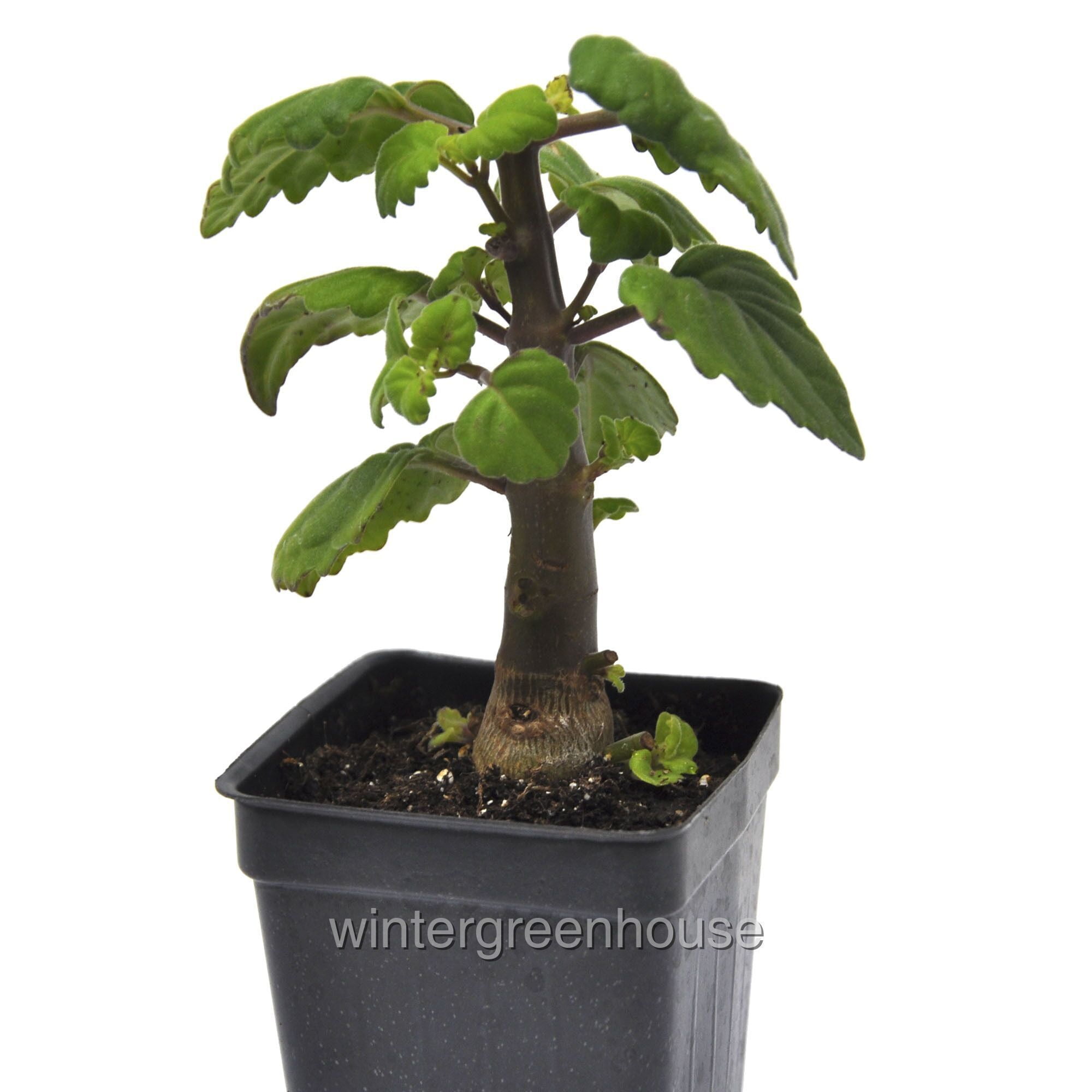 Plectranthus Ernstii Caudex, Bonsai Mint - Pot Size: 3in (2.6x3.5in ...