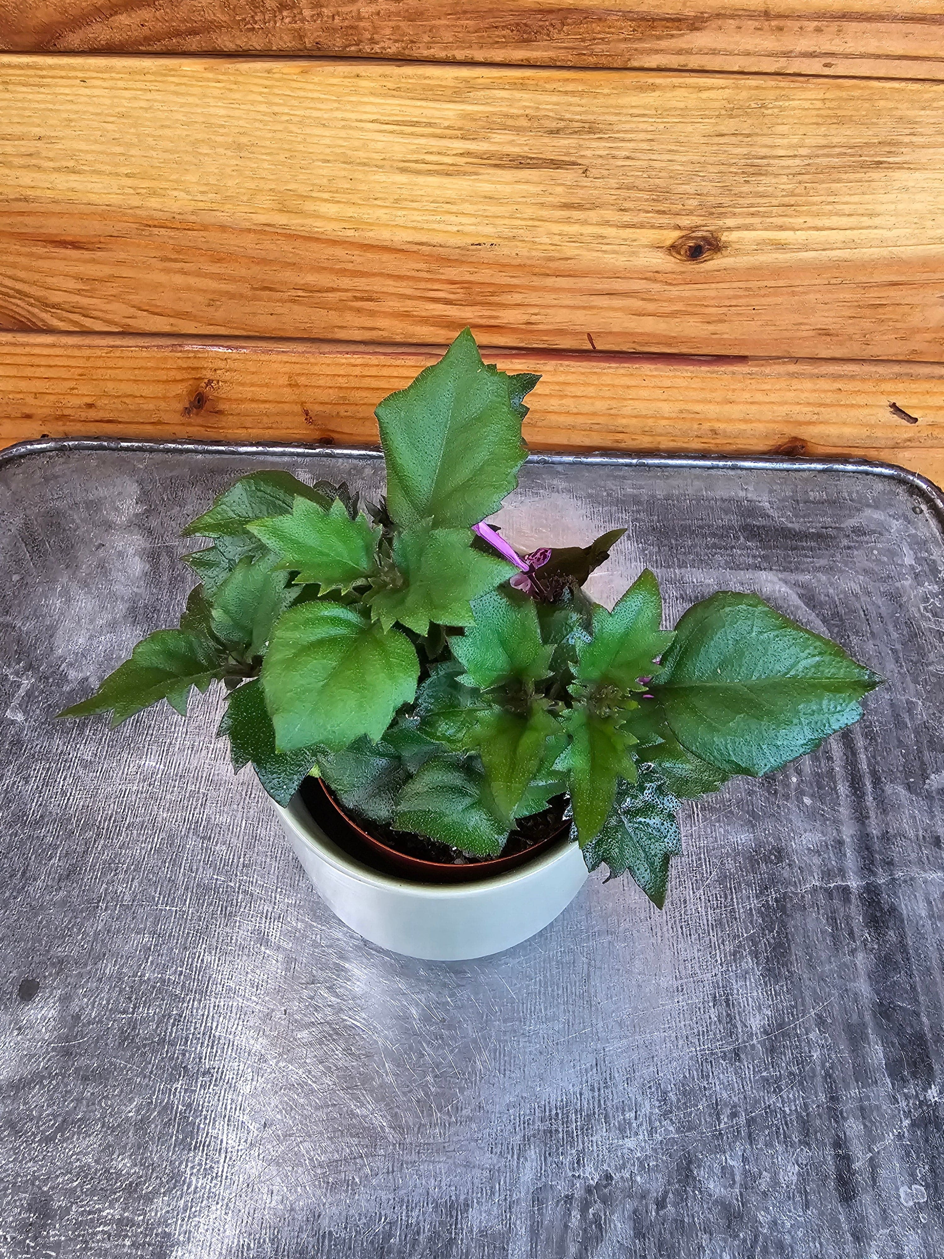 Plectranthus Mona Lavender Pink, 2" Plant, The Plant Farm - Walmart.com