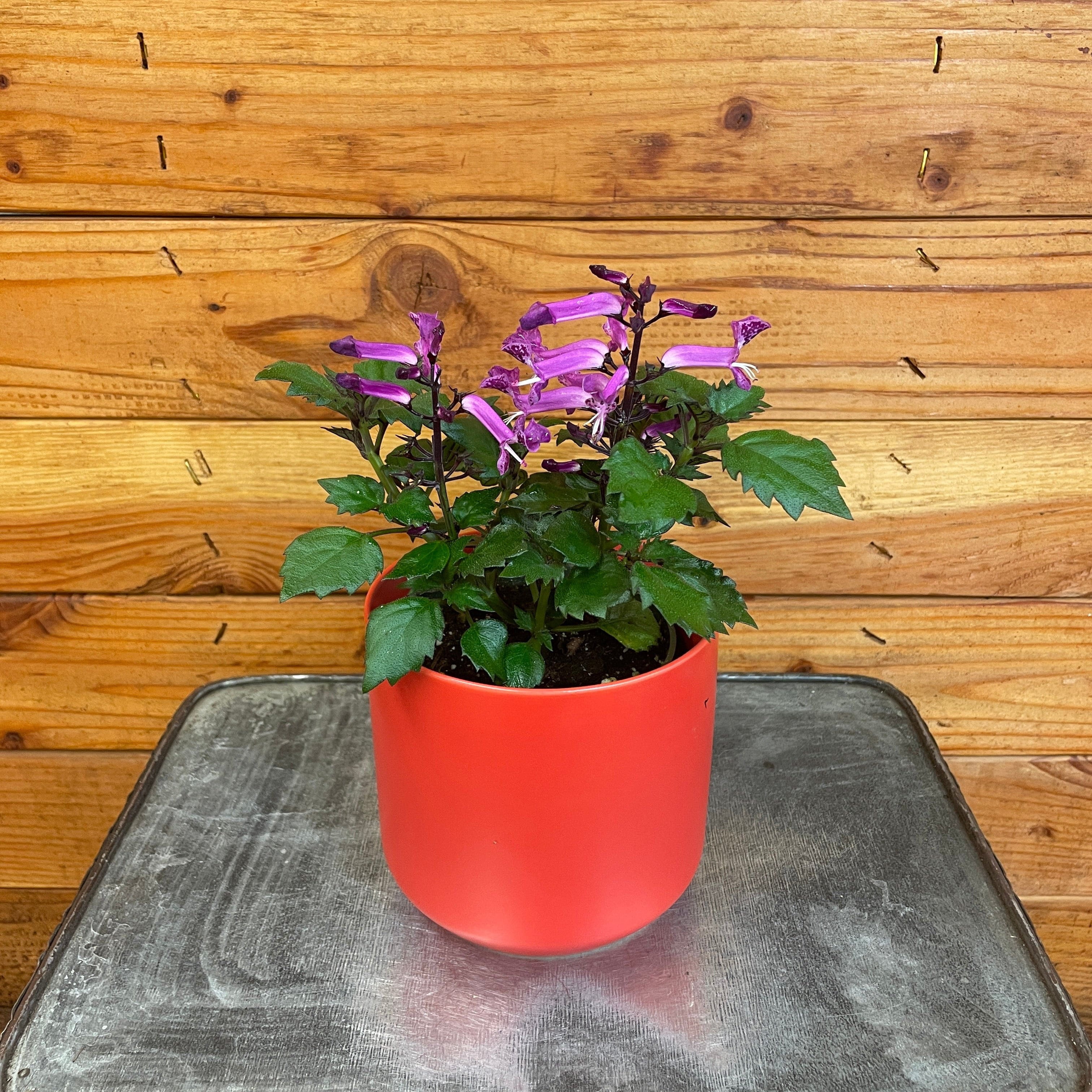 Plectranthus Mona Lavender Pink, 4" Plant, The Plant Farm - Walmart.com