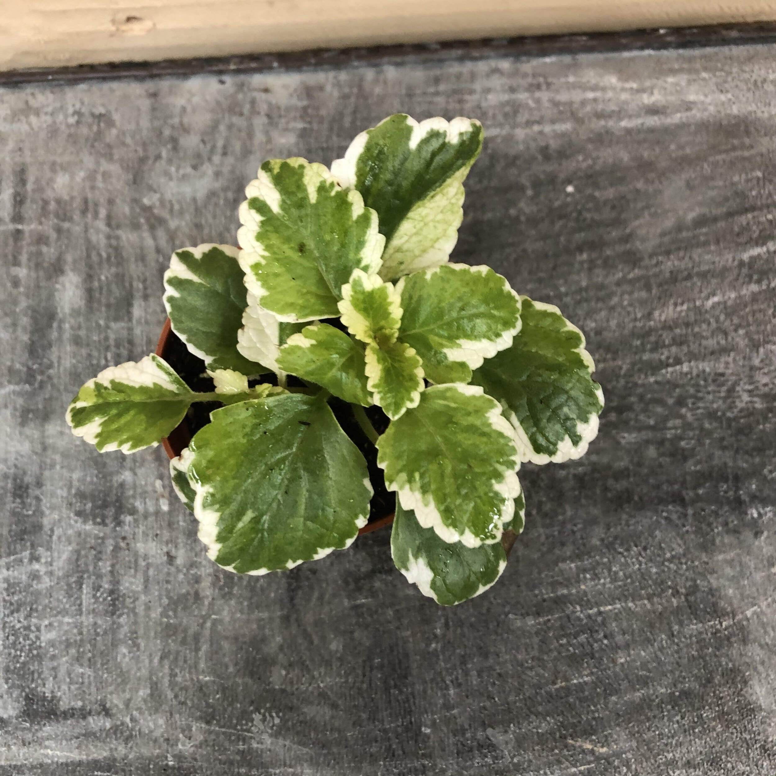 The Plant Farm Plectranthus 2" Yellow-Green Swedish Ivy Mint Live ...