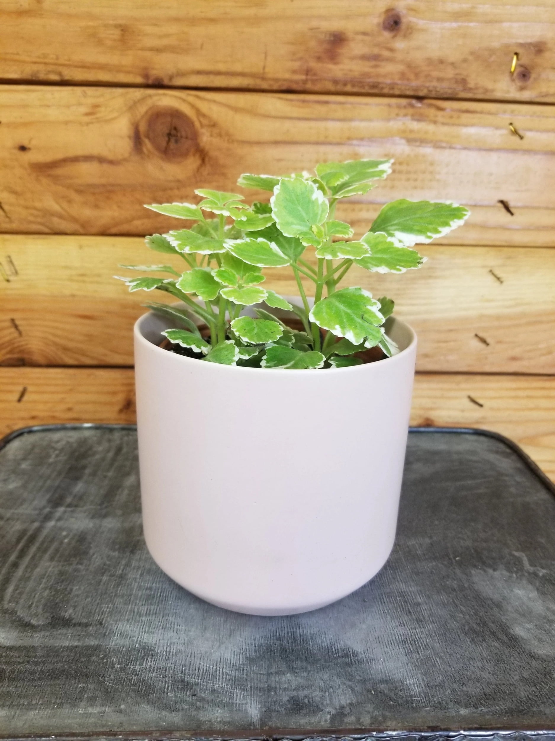 Plectranthus Swedish Ivy Mint, 4" Plant, The Plant Farm - Walmart.com