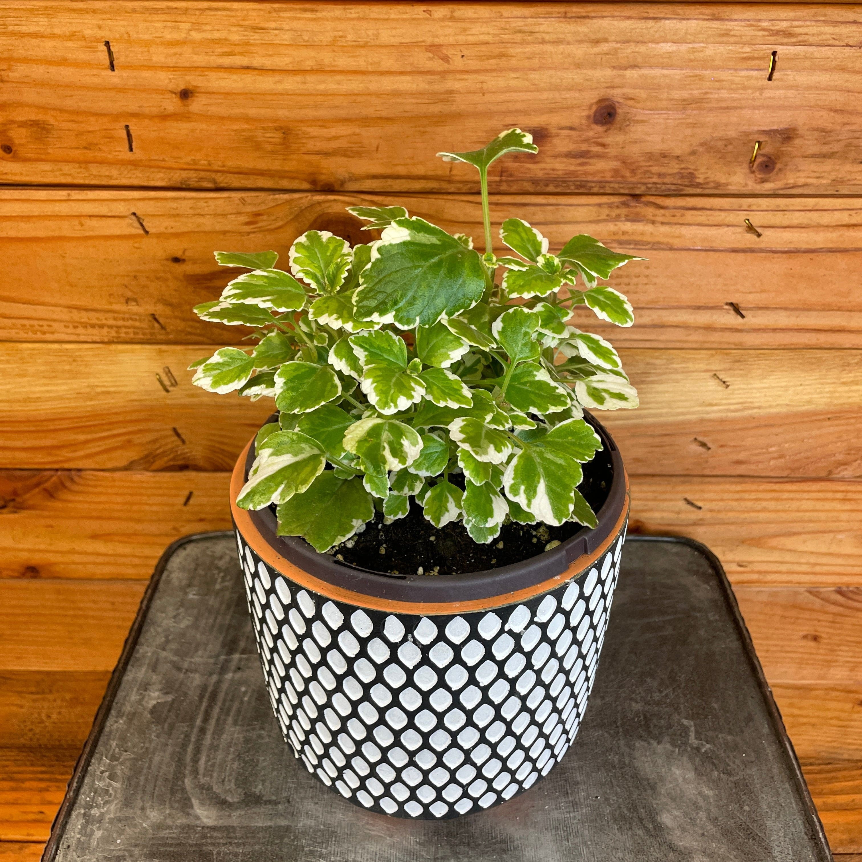 Plectranthus Swedish Ivy Mint, 6" Plant, The Plant Farm - Walmart.com