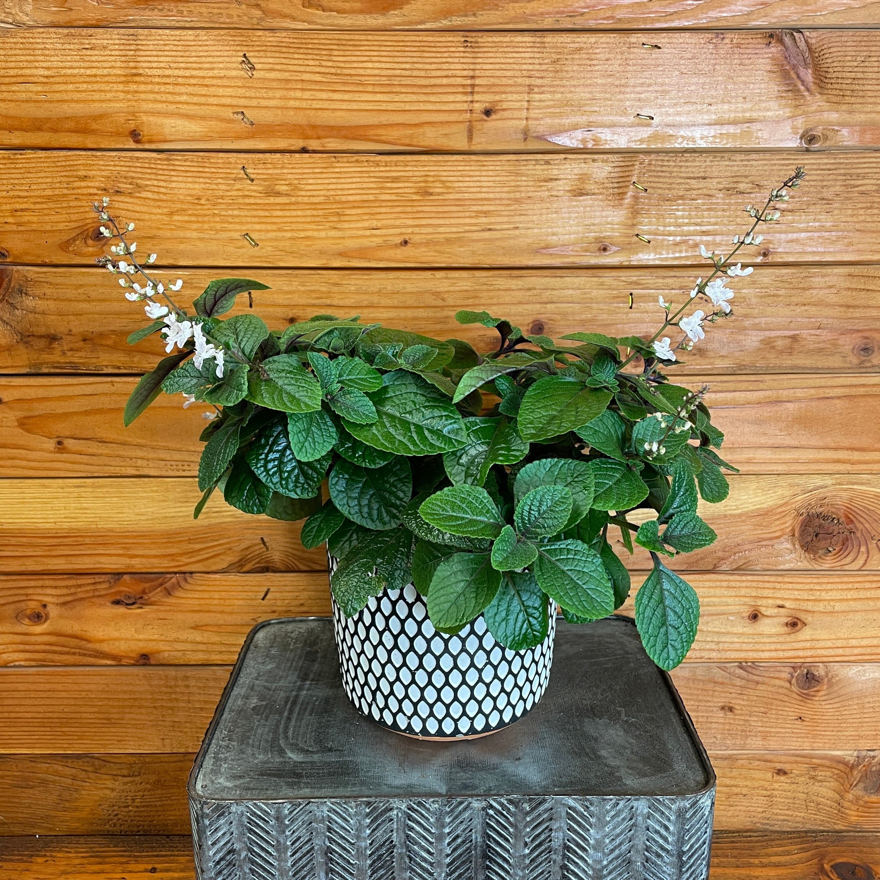 The Plant Farm Plectranthus Swedish Ivy Purple, 6 Inch, Trailing ...