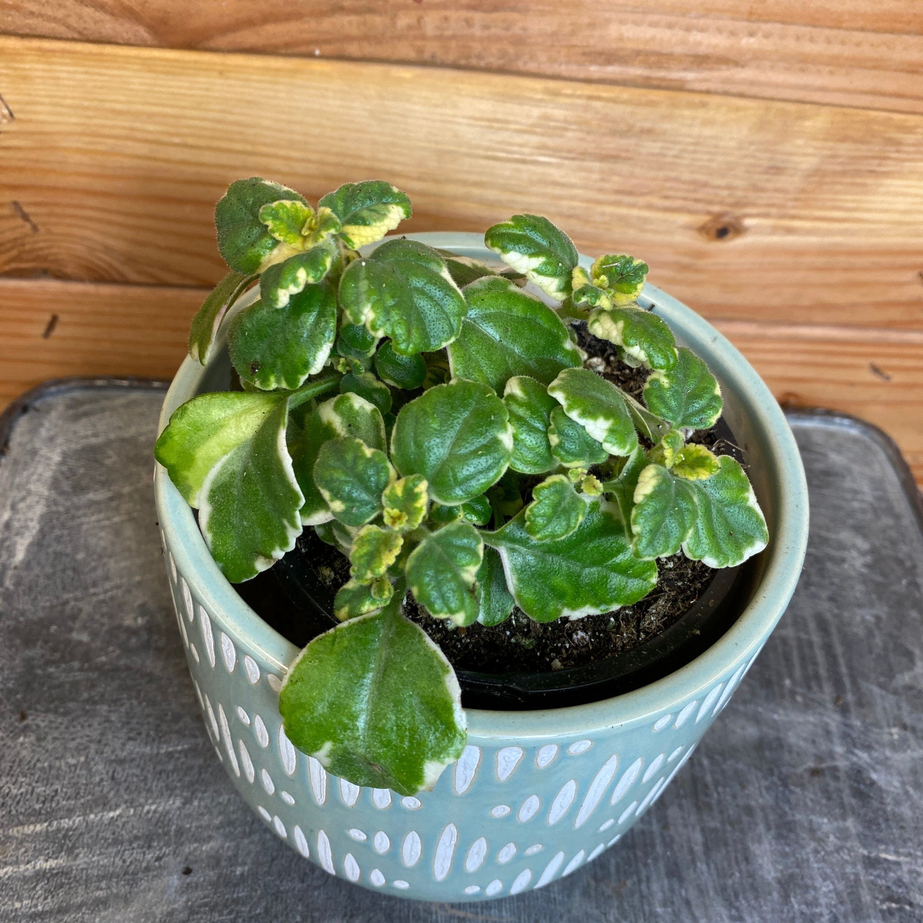 Plectranthus Swedish Ivy Variegated, 4.5" Plant - Walmart.com