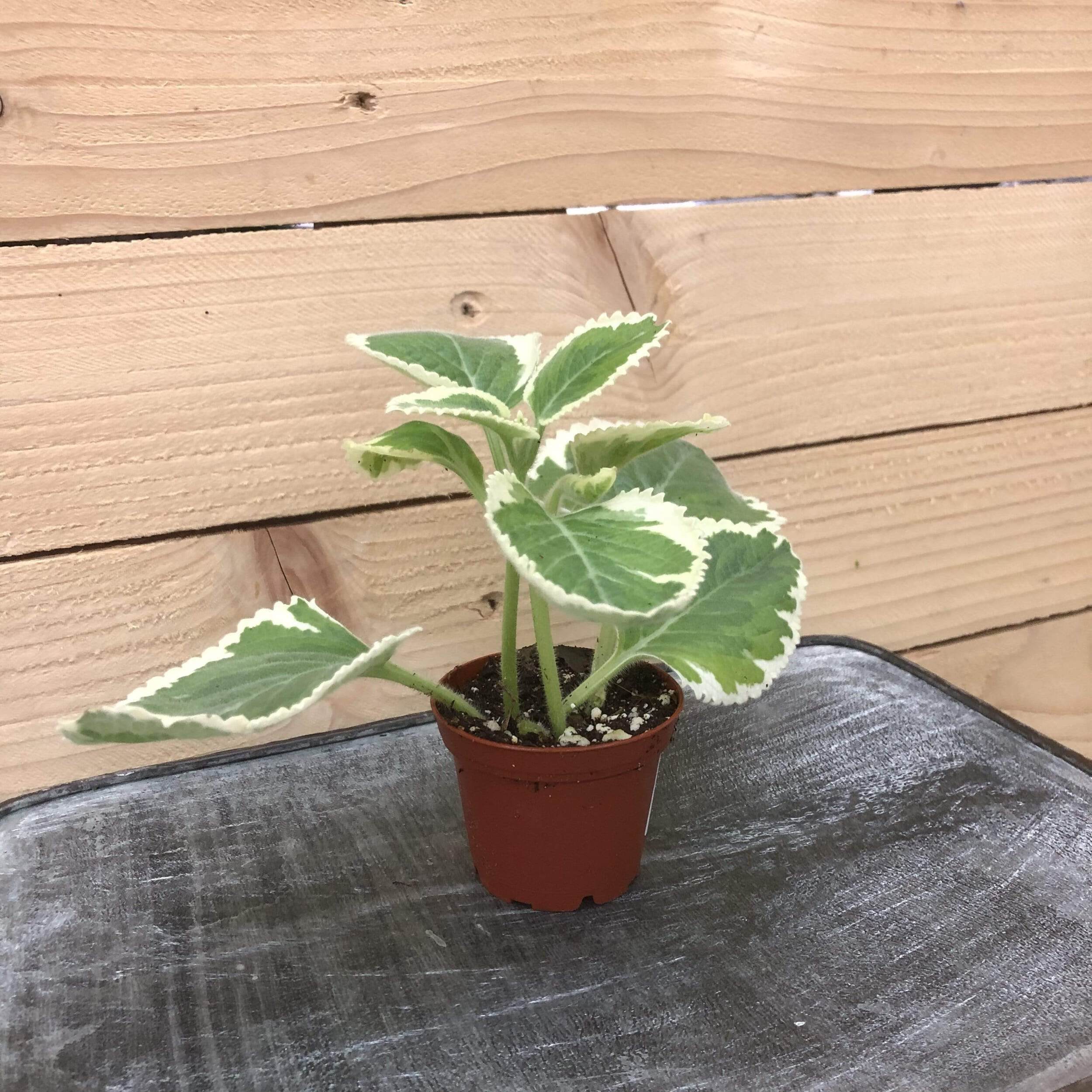 Plectranthus Variegated, 2" Plant, The Plant Farm - Walmart.com