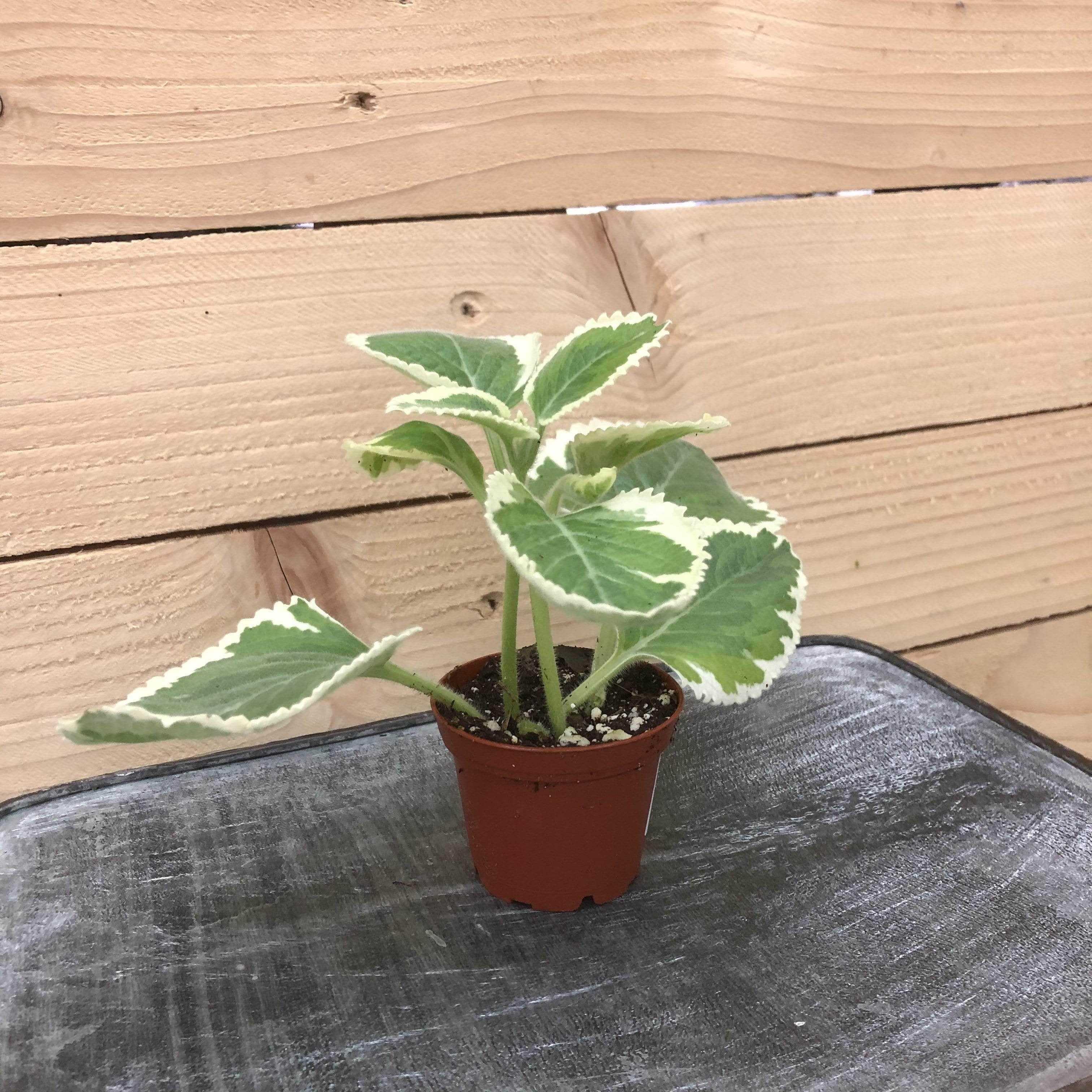 Plectranthus Variegated, 2" Plant, The Plant Farm - Walmart.com