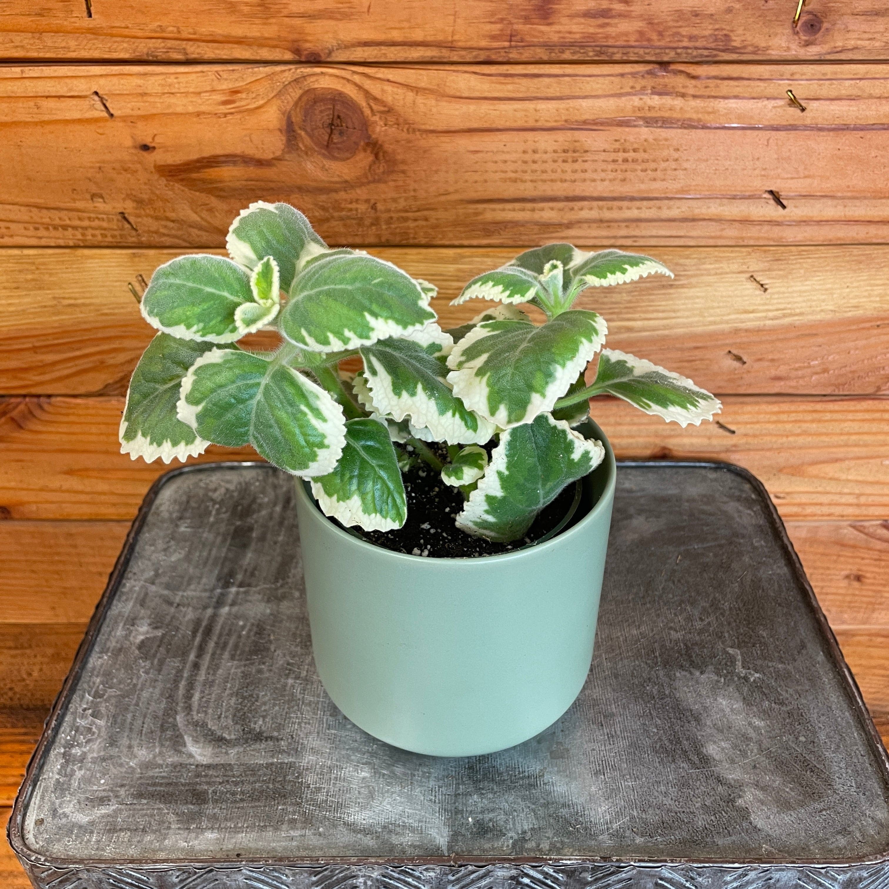 Plectranthus Variegated, 4" Plant, The Plant Farm - Walmart.com
