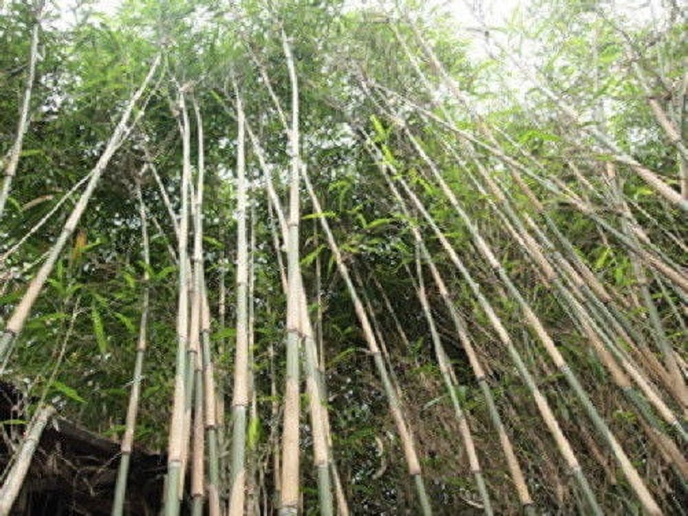 Pleioblastus Simonii, Cold Hardy, Live Bamboo Plant, Grows To 20 ...