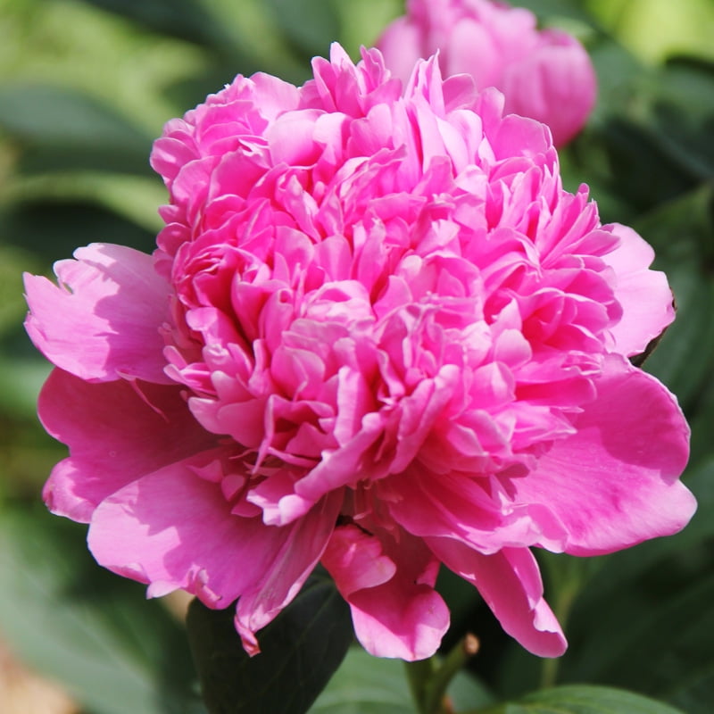 Plena Rosea Peony Flower Root - Pleasantly Scented Peonies - Attracts ...