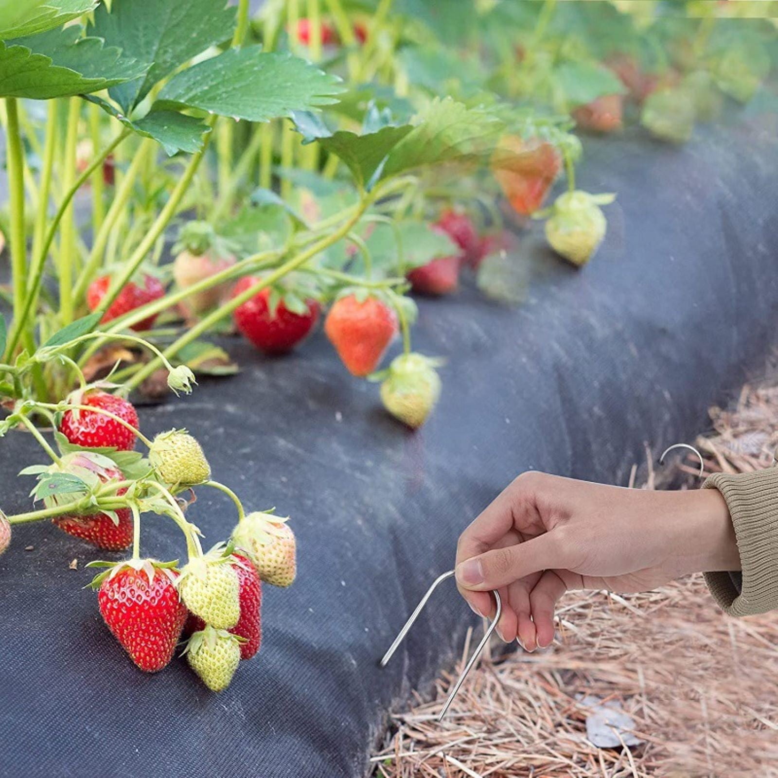 Plertrvy 16 Pack Garden Staples 6 inch Soaker Hose Stakes 11 Gauge Drip ...