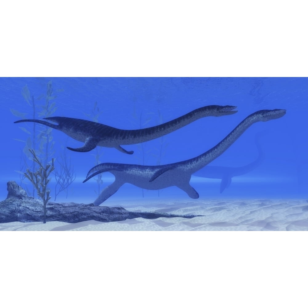 Plesiosaurus dinosaurs swim together in Jurassic seas. Poster Print by ...