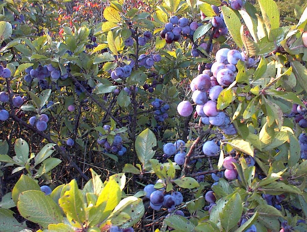 Plum Berry - Beach Plum - Prunus maritima - Plumberry - 3.25" Pot ...