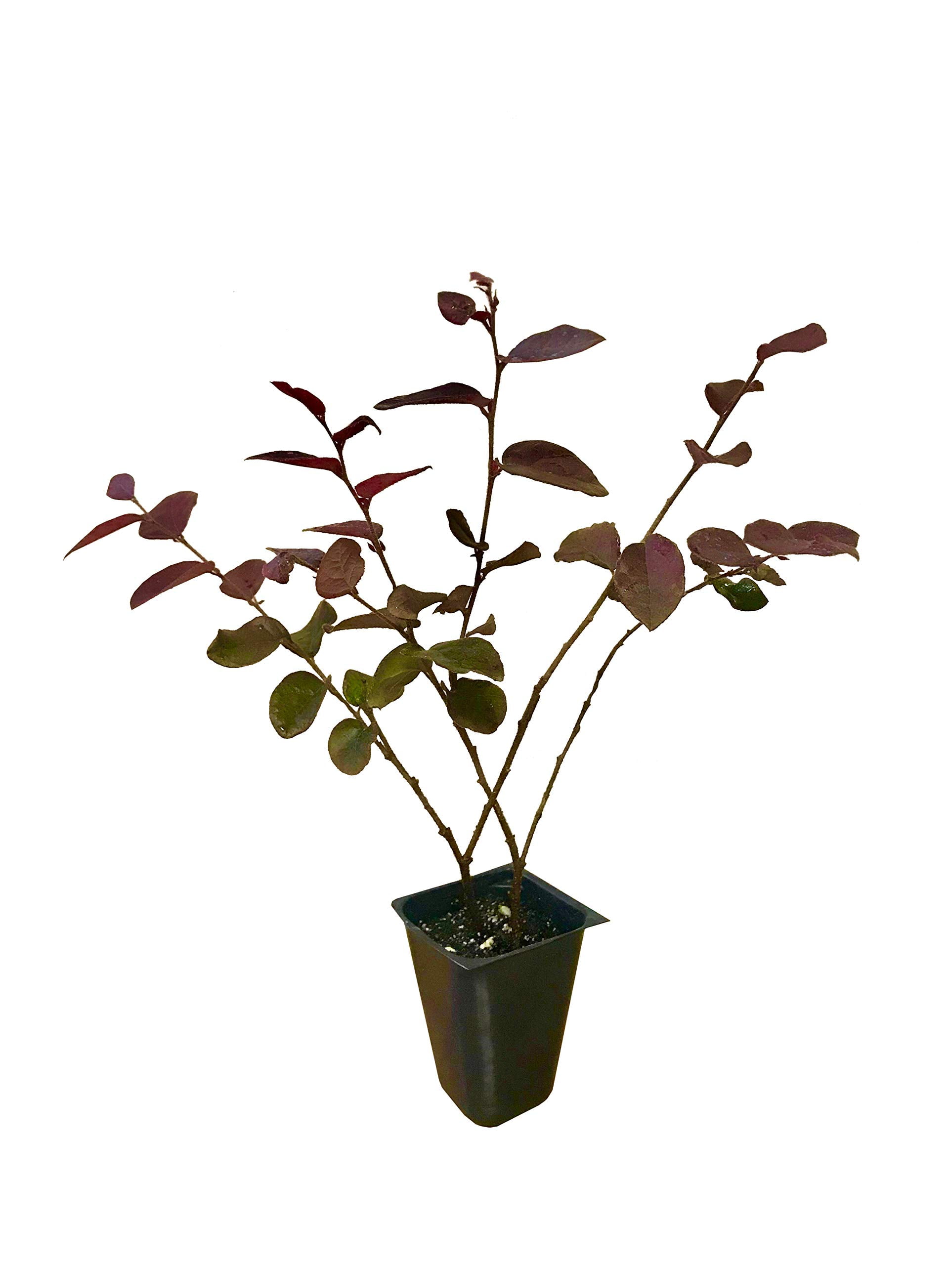 Plum Delight | 10 Live Plants | Loropetalum Chinense | Evergreen Shrub ...