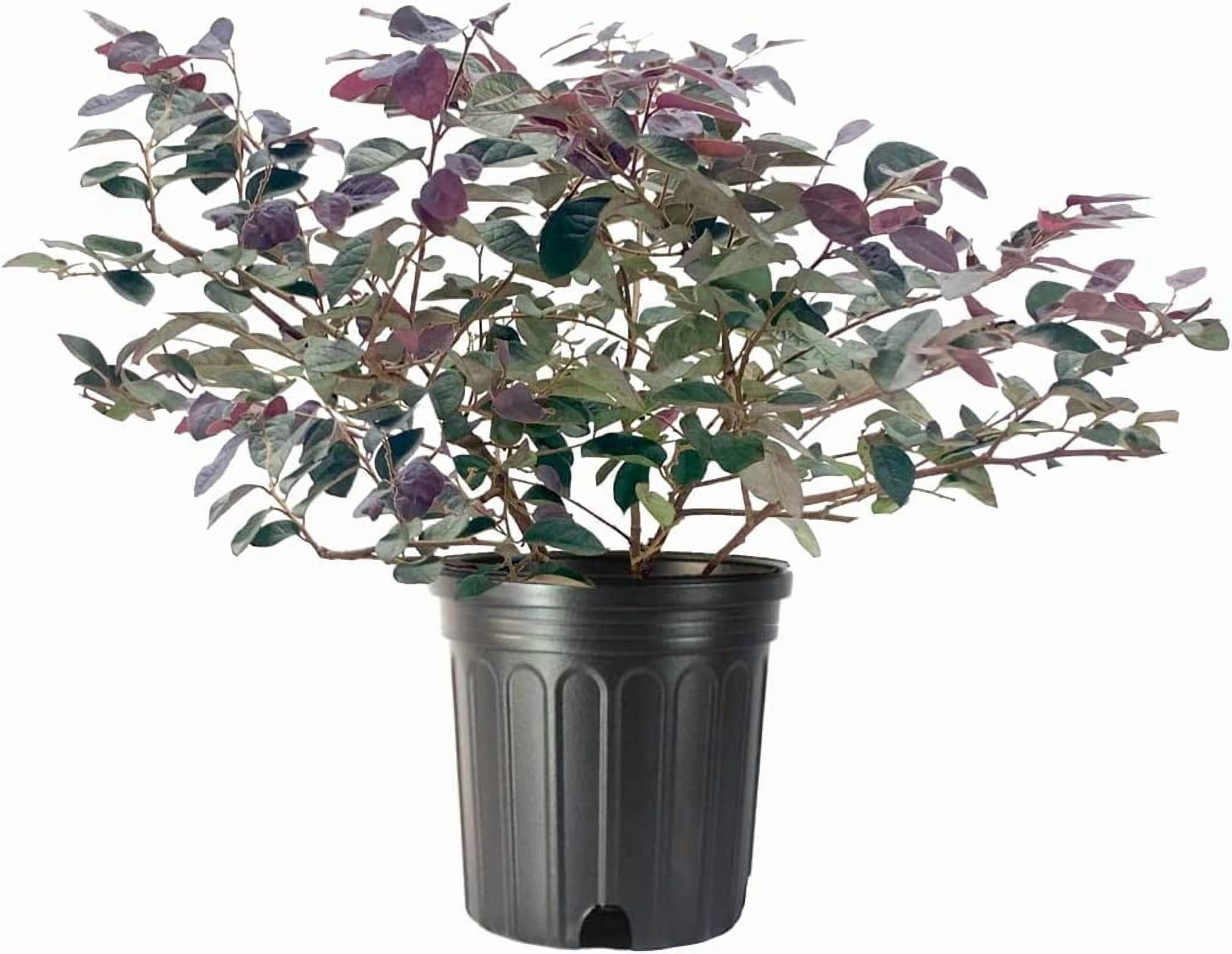 Plum Delight | 2 Large Gallon Size Plants | Loropetalum Chinense ...