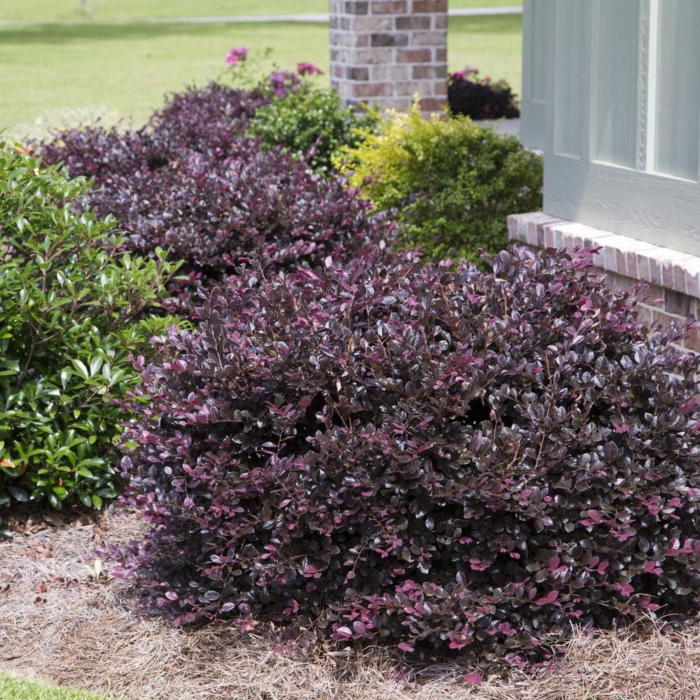 Plum Delight Loropetalum ( chinese fringe ) - Live Plant - ( 2.5 QT ...