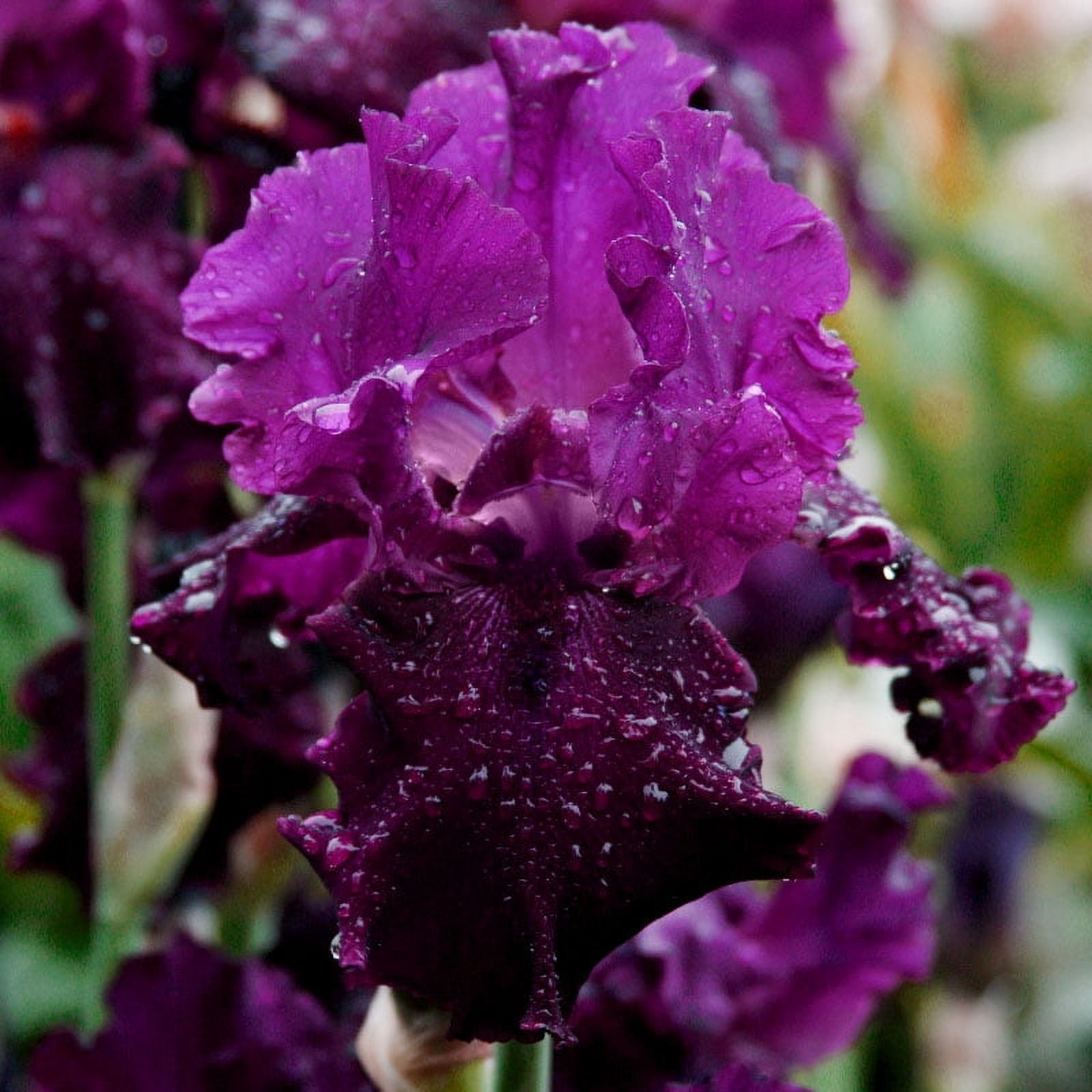 Plum Fun Bearded Iris Flower Bulbs - Attracts Butterflies and ...