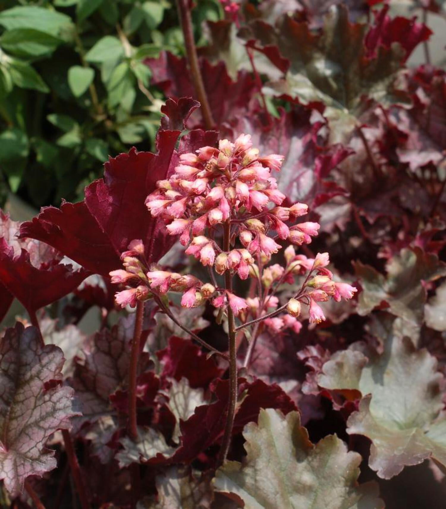 Plum Pudding Coral Bells - Walmart.com