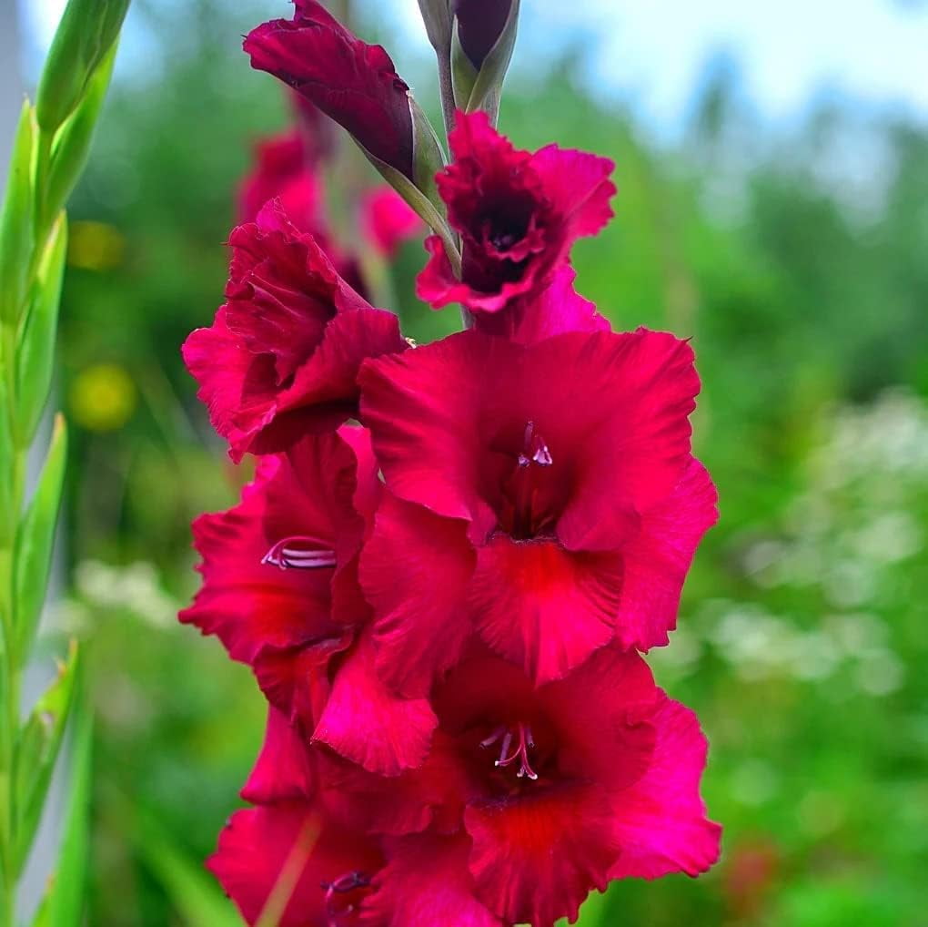 Plum Tart Gladiolus Bulbs for Planting - Large Booms, Perennial Gladiolus Plant - Perfect for ...