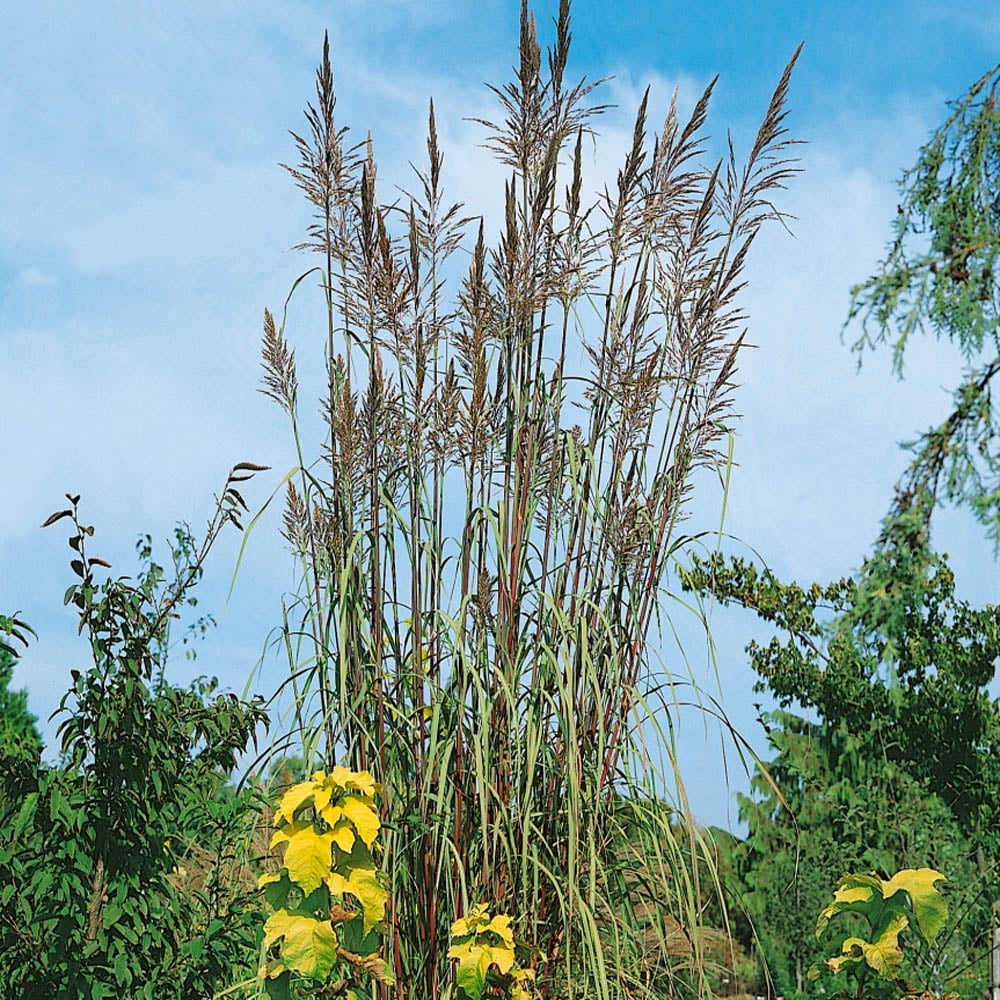 Plume Grass Seed - Ravenna Ornamental Grass Seeds - 500 Seeds - Walmart.com