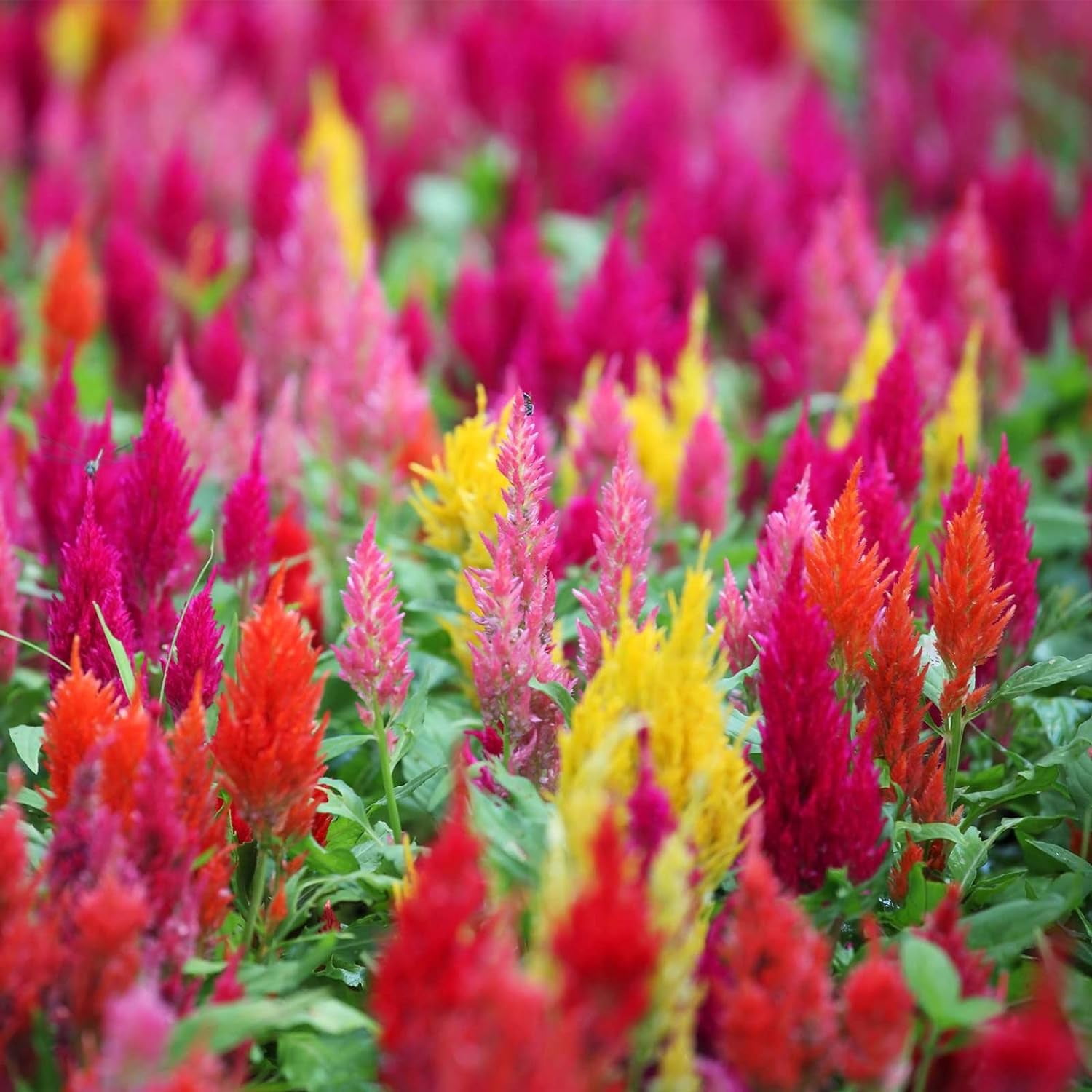Mountain Valley Seed Company Castle Series 1000 Celosia plumosa Flower ...