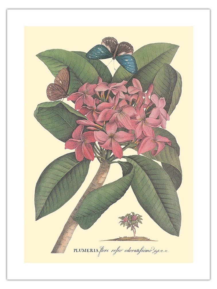 Plumeria - Flore Roseo Odoratissimo - Frangipani - Vintage Botanical ...