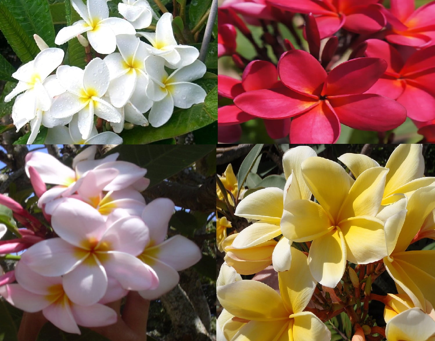 Plumeria Frangipani Live Plant Tree Shrub Cuttings Multi - Color 4Pk ...