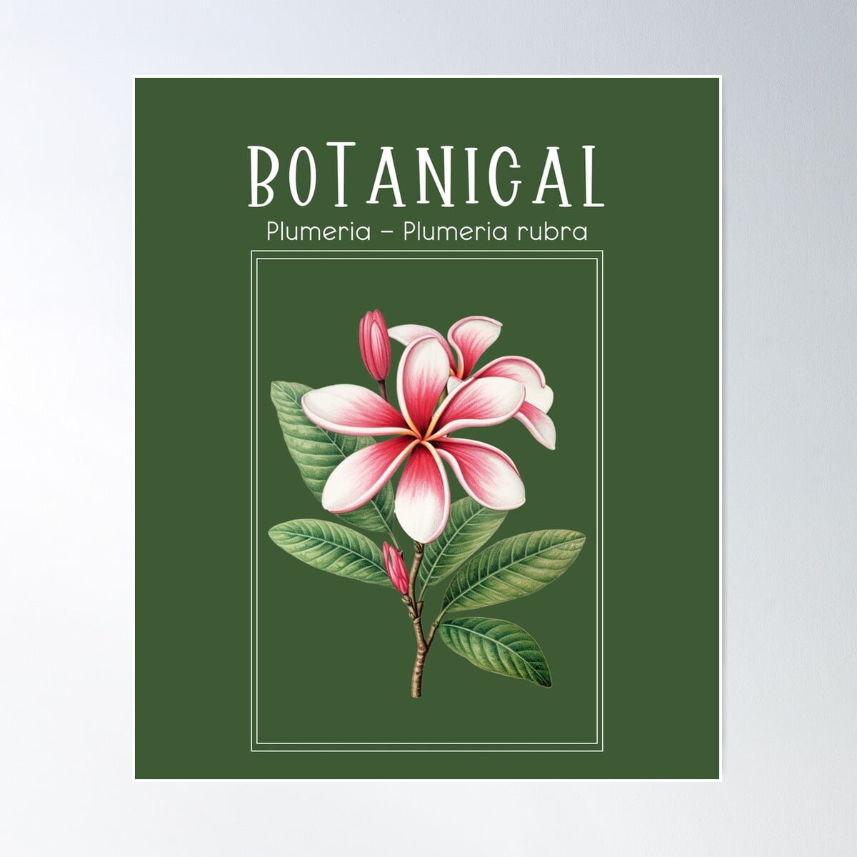 Plumeria - Plumeria Rubra - Botanical Collection Poster Wall Art ...