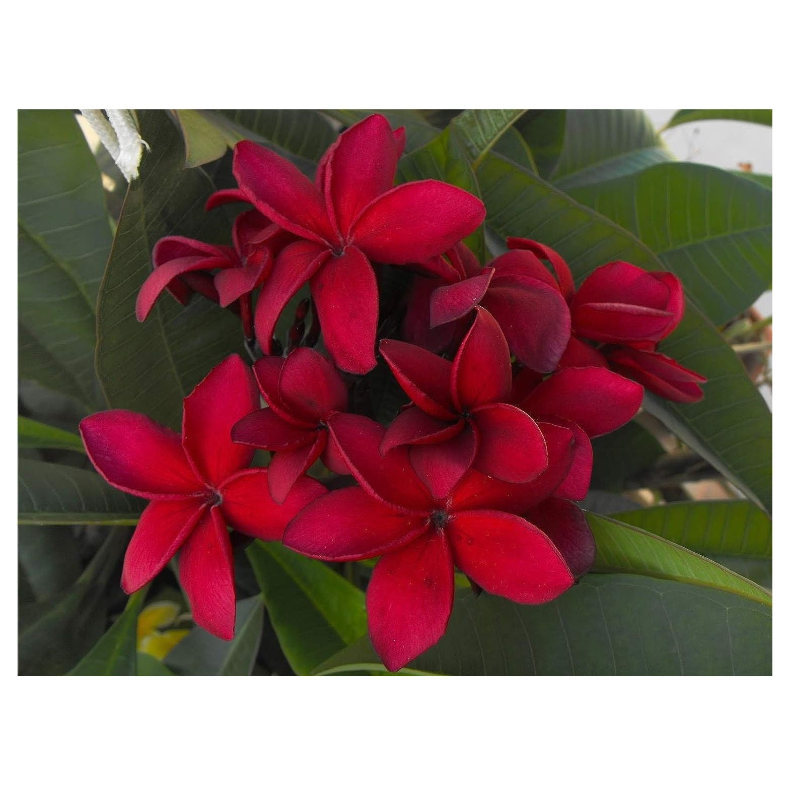 Plumeria Tree Cuttings Plant 4 Pk Red Indoor Tropical Plant Cuttings 10 ...