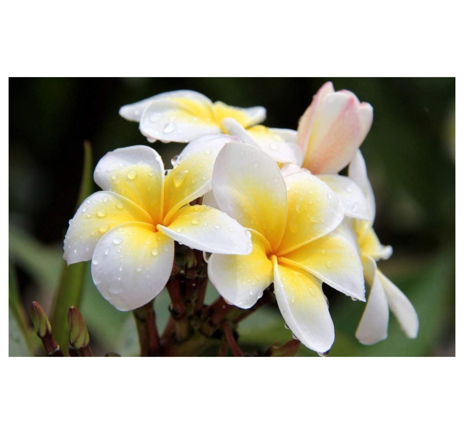 Plumeria Tree Plant Cutting Yellow 10"-12" Long Unrooted Wension ...