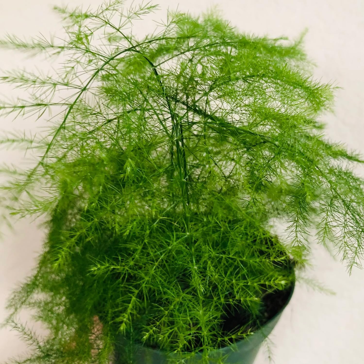 Plumosa Fern - Live Starter Plant in a 4 Inch Grower's Pot - Asparagus ...