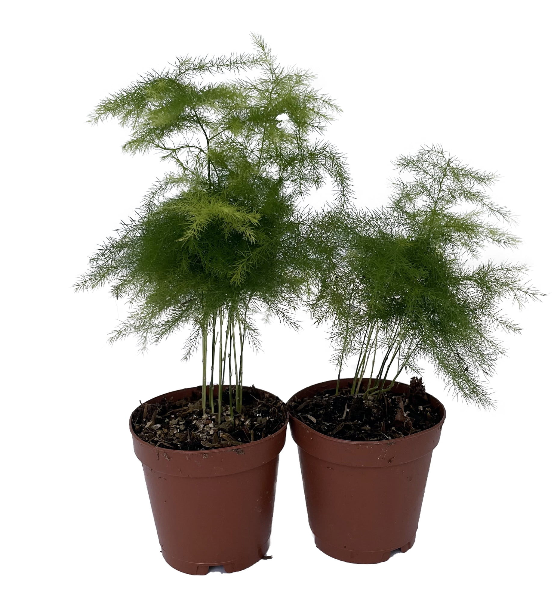 Plumosus Asparagus Fern - 2 Pack 2" Pots - Walmart.com