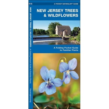 Drawing Trees : Trace Thirty Different Trees and Their Leaves, Branches ...