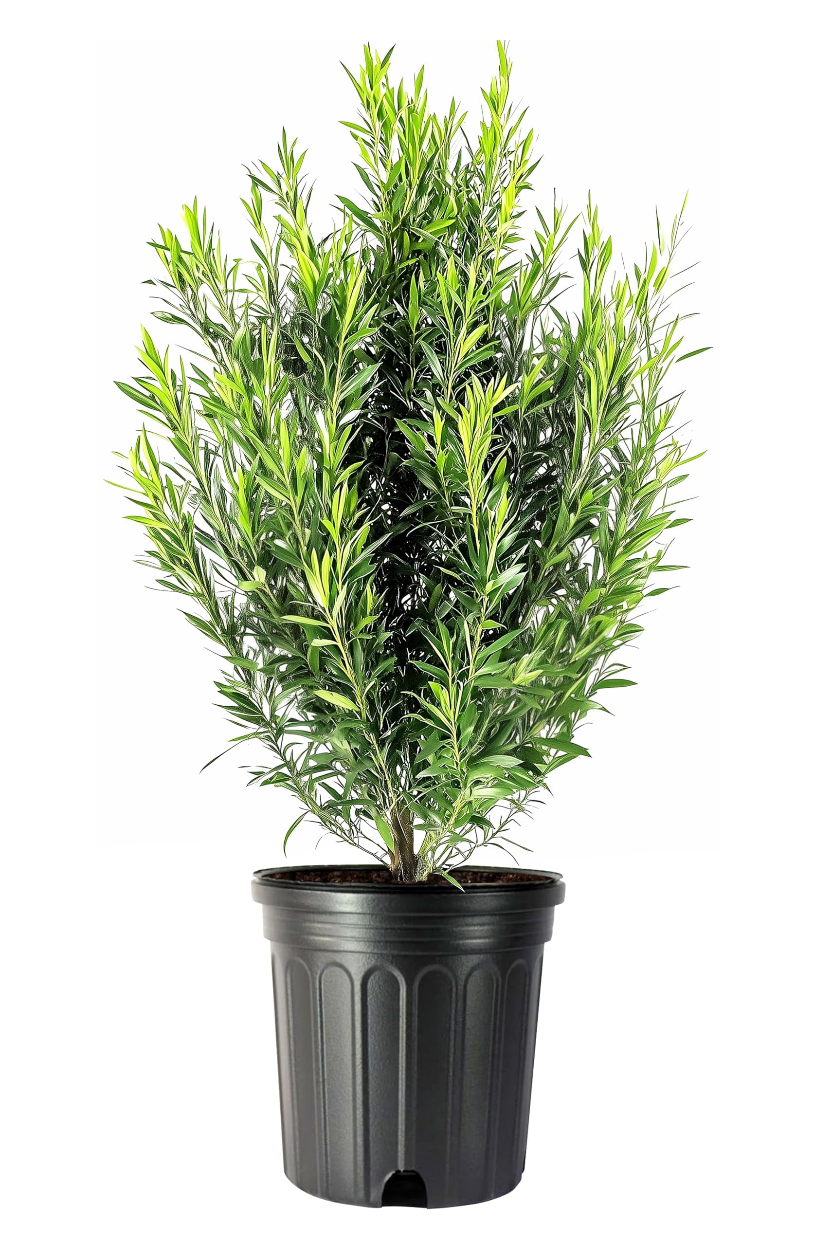 Podocarpus Japanese Yew | 3 Extra Large 3 Gallon Plants | Podocarpus ...
