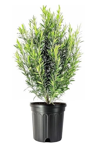 Podocarpus Macrophyllus 1 Extra Large 3 Gallon Plant Japanese Yew Low ...