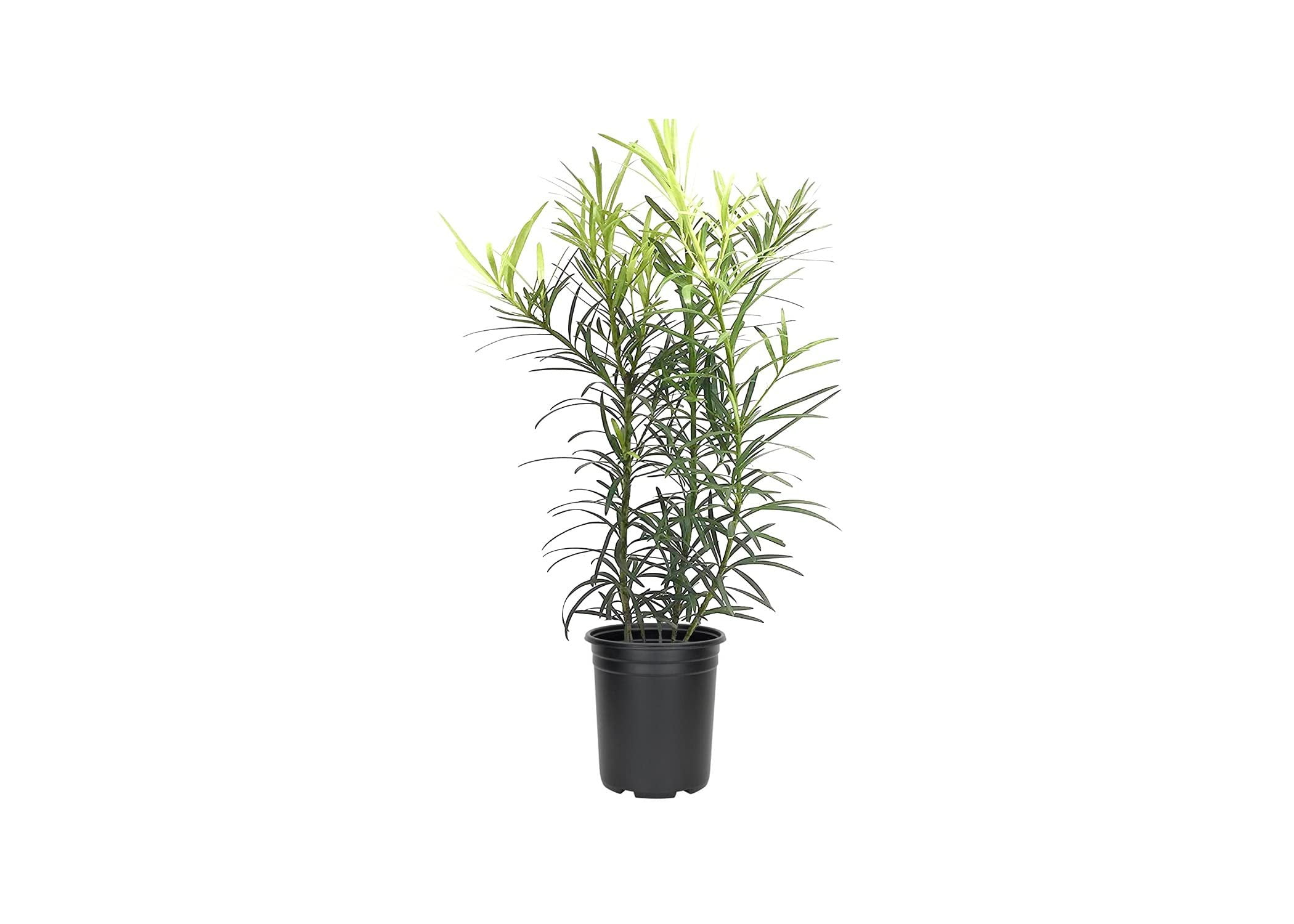 Podocarpus Macrophyllus - 12 Live Plants - 4" Pots Japanese Yew Live ...