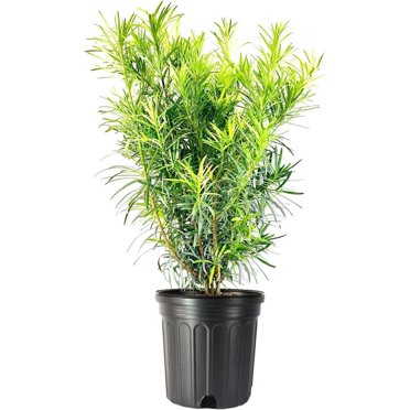 Free Shipping! Yewtopia Plum Yew (2 Gallon) Compact Evergreen Shrubs ...